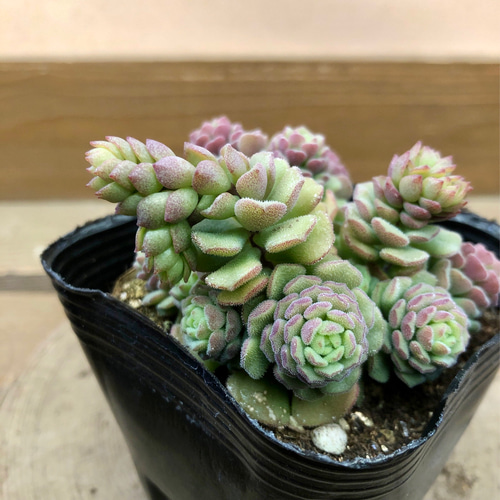 多肉植物 セダム スプリングワンダー 2ポットset 多肉植物 plant 多肉植物 セダム スプリングワンダー 2ポットset 多肉植物 plant