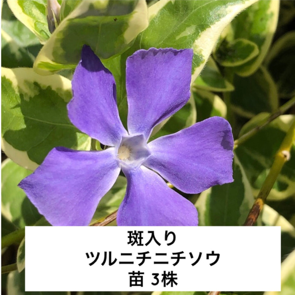 斑入りツルニチニチソウ 苗 3株 ＊ ビンカマジョール 常緑性宿根草 山野草 その他素材 ちいさなうさぎ 通販 11609388｜Creema ...