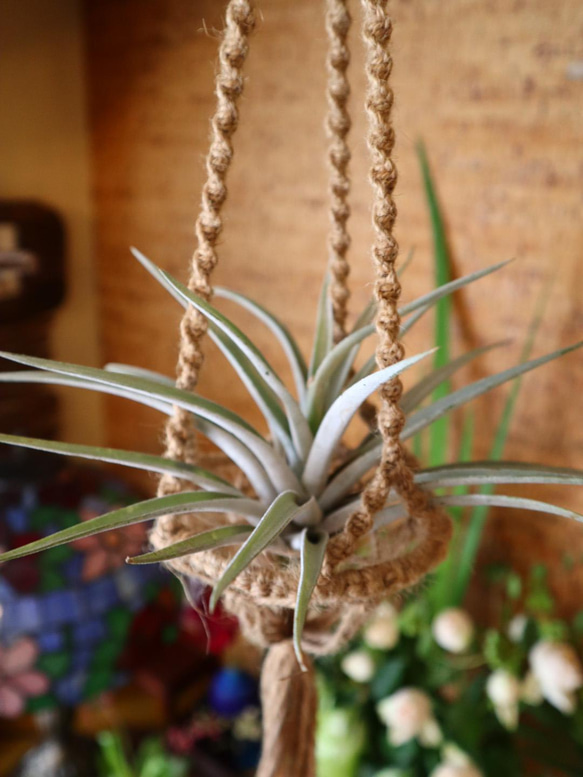 マクラメホルダー エアプランツホルダー⭐︎チランジアホルダー エアプランツインテリア マクラメホルダー その他インテリア雑貨 Nagisa ...