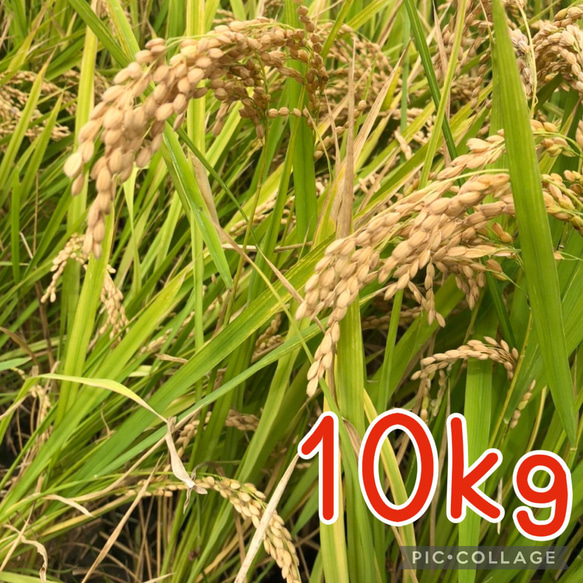 【令和3年度産】淡路島産 キヌヒカリ 10kg 淡路島 精米 米・米粉・餅・穀類 Nii Farm 通販｜Creema(クリーマ) 12609258