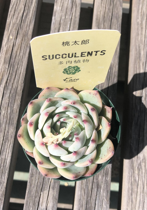 多肉植物 桃太郎 2.5号 リース ガーデン ハッピーアワー 通販 12642725｜Creema(クリーマ)