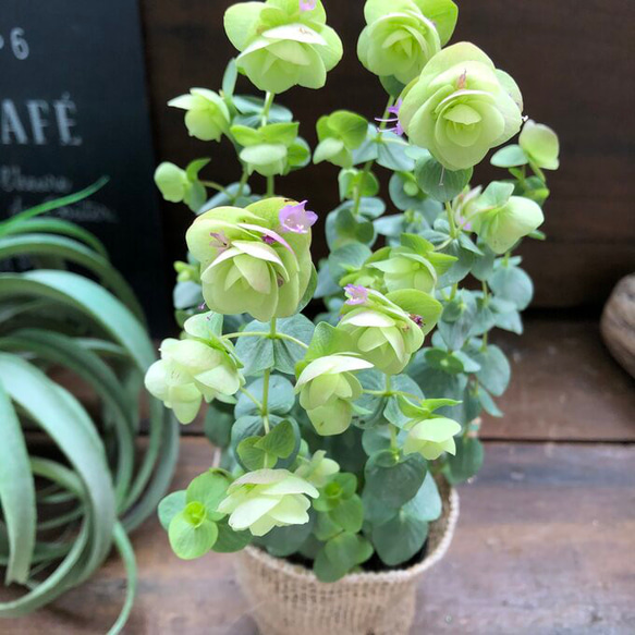 ケントビューティー♡オレガノ♡ガーデニング♡ アートフラワー パリジェンヌ 通販 12646387｜Creema(クリーマ)