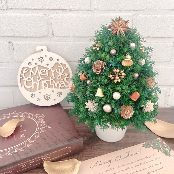 【早割クリスマス2023】約22cm 卓上クリスマスツリー＊プリザーブドグリーン プリザーブドフラワー fleurir 通販 12686894 ...