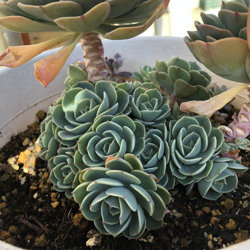 多肉植物 七福神の寄せ植え鉢まるごと発送♡ たどり着く 多肉植物 七福神の寄せ植え鉢まるごと発送♡ たどり着く