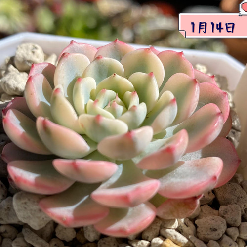 多肉植物 ☆ピンクミニマ 覆輪錦 超レア 韓国苗 多肉植物 多肉園 多肉植物 ☆ピンクミニマ 覆輪錦 超レア 韓国苗 多肉植物 多肉園