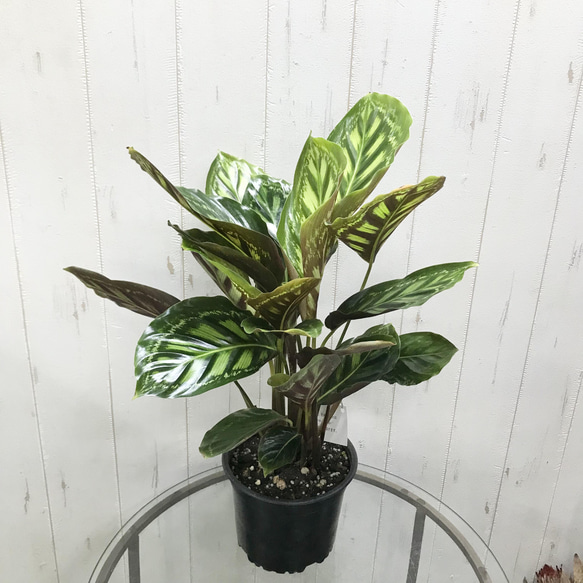 株立ち カラテア フレームスター その他インテリア雑貨 PLANTS SHOP OLIVE 通販 13220624｜Creema(クリーマ)