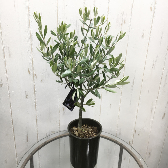 オリーブの木 オリーブ souju シプレッシーノ 4号鉢 その他インテリア雑貨 PLANTS SHOP OLIVE 通販 13243544 ...