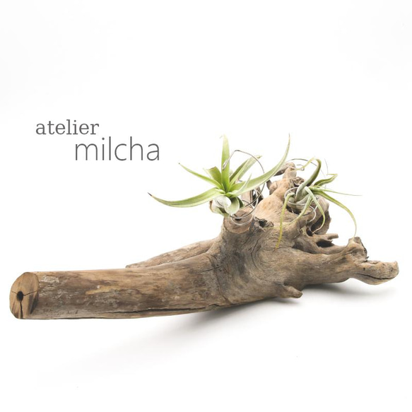 インテリア 流木エアプランツホルダー 一輪挿し・花瓶・花器 atelier milcha 通販 13245002｜Creema(クリーマ)