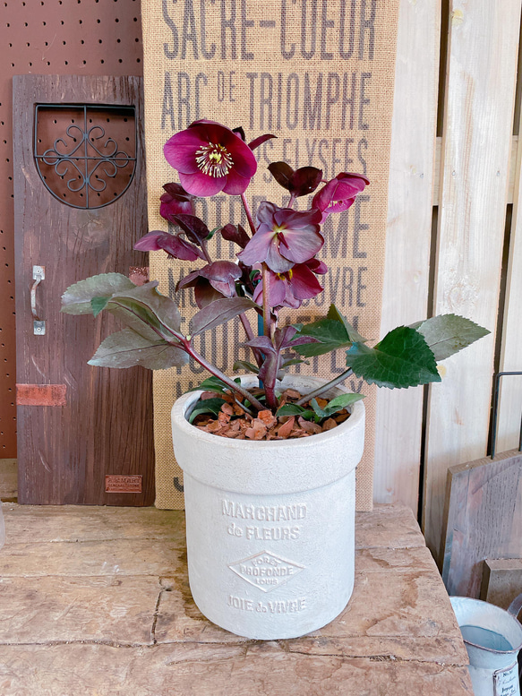 現品のみ♡【クリスマスローズ氷の薔薇】毎年楽しめるガーデニング♪白系陶器鉢♡ブルネロ その他インテリア雑貨 雅楽 うた 通販｜Creema ...