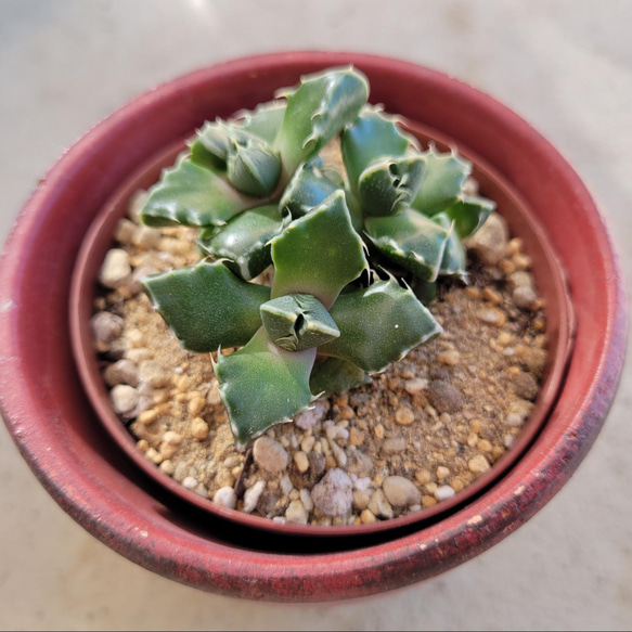 多肉植物 四海波 抜き苗 その他インテリア雑貨 Pan 通販 13255755｜Creema(クリーマ)