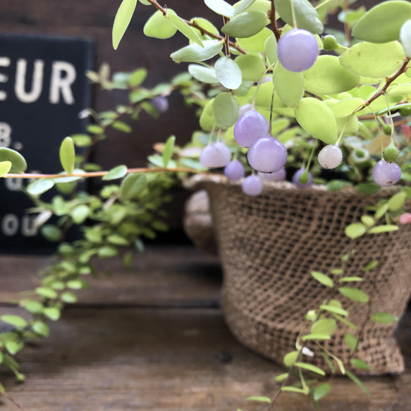 真珠コケモモ♡真珠の実♡即完売♡ガーデニング アートフラワー パリジェンヌ 通販 13257281｜Creema(クリーマ)