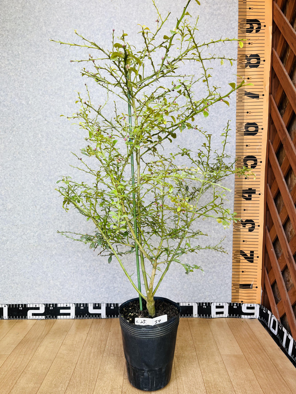 花芽幼果着き 春の模様替え 厳選 農園直送 フィンガーライム接木苗 花芽着き 高さ90cm 4.5号ポット アートフラワー SHIGE 通販 ...