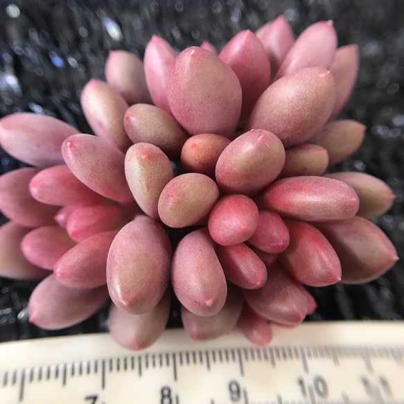 レア新品種 多肉植物 厳選美苗 桜桃 群生苗 抜き苗 多肉植物 愛多肉-(AI-TANIKU) 通販 13266742｜Creema(クリーマ)