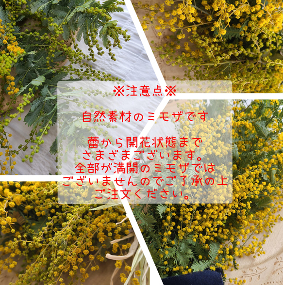 fs《épanouissement》ミモザのナチュラルスワッグ ボタニカル ドライフラワー rurumaron 通販 13276252 ...