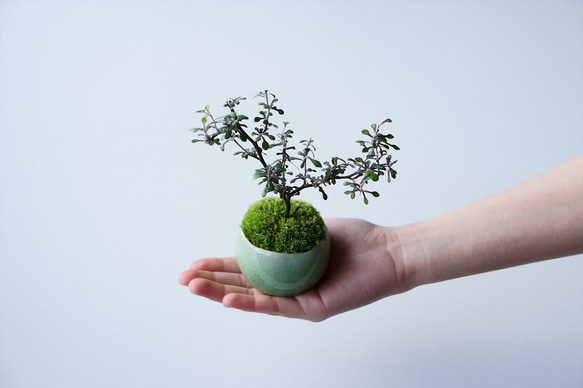 コロキア｜若草色のうつわ 盆栽 Sekibokka 通販｜Creema(クリーマ) 13380353