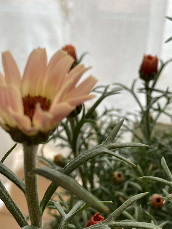 ローダンセマム ムーン 2ポットセット その他インテリア雑貨 アイビー 通販 13505776｜Creema(クリーマ)