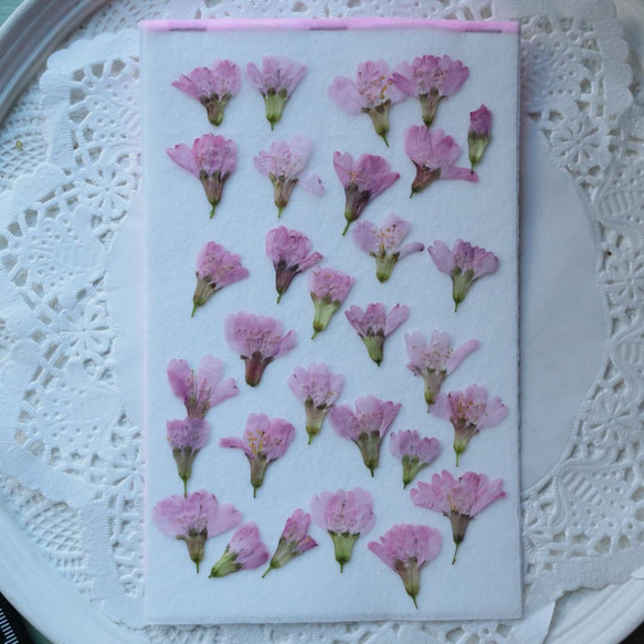 押し花オカメ桜30枚 その他素材 花mizuki 通販 13513338｜Creema(クリーマ)