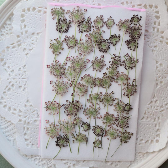 押し花レースフラワー50枚 その他素材 花mizuki 通販 13513344｜Creema(クリーマ)