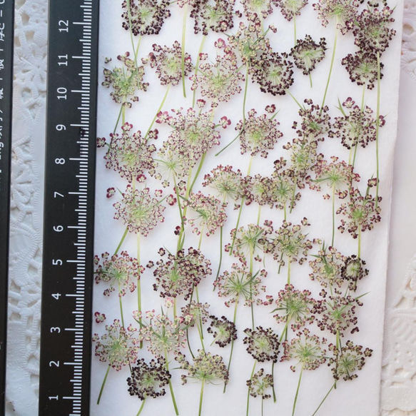 押し花レースフラワー50枚 その他素材 花mizuki 通販 13513344｜Creema(クリーマ)