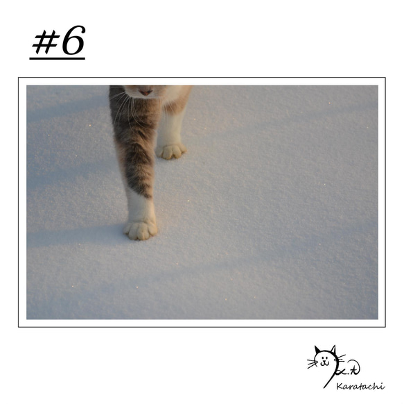 6】選べる5枚！猫のポストカード ポストカード からたち 通販｜Creema(クリーマ)