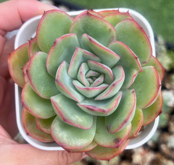 SOLD モーニングデュー 厳選韓国苗 ネームタグ付き 多肉植物 〜Green〜多肉畑〜 通販 13523343｜Creema(クリーマ)