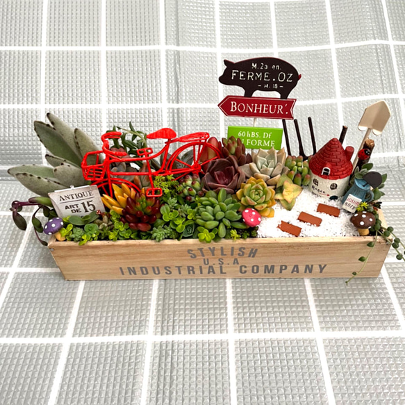 専用 2点箱庭風多肉植物寄せ植え 多肉植物 まぁちゃん 通販 13531359｜Creema(クリーマ)