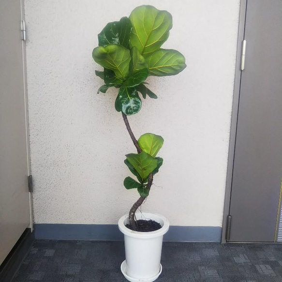 【現品】カシワゴム バンビーノ曲がり 高さ フィカス 大型観葉植物 インテリア性高い 樹形綺麗 ギフト お祝い 多肉植物 phylicaフィリ ...