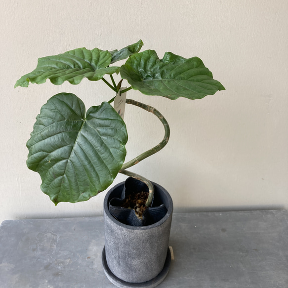 人気のフィカス ウンベラータ ラセン造りをオシャレな陶器鉢に植えました♡ アートフラワー bloom town 通販 13545101 ...
