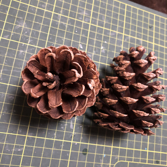 テーダマツ テーダ松ぼっくり 14個 その他素材 みどいた 通販 13554499｜Creema(クリーマ)