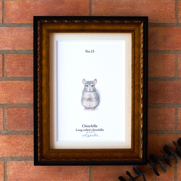【手描き】 彩色 鉛筆画 No.15 Chinchilla Long-tailed chinchilla 《額装》 絵画 小島 加容子 ...