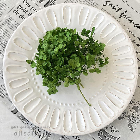 枝付きアナベル グリーン プリザーブドフラワー ＜ アジサイ 紫陽花 ＞ その他素材 ちいさなあじさいや 通販 13578372｜Creema ...