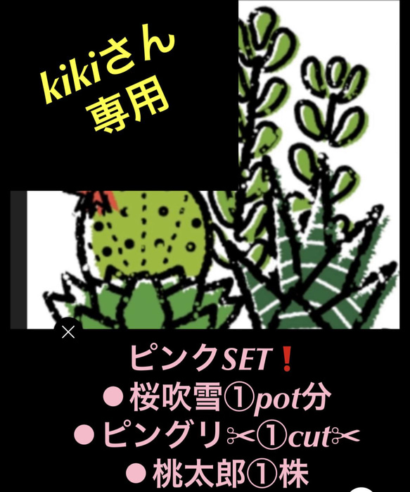 ※kikiさん専用‼️ ️ピンクSET ️ ️ ⚫︎桜吹雪①pot分 ⚫︎ピングリ ︎①cut ︎ ⚫︎桃太郎①株 多肉植物 ST.STORE ...