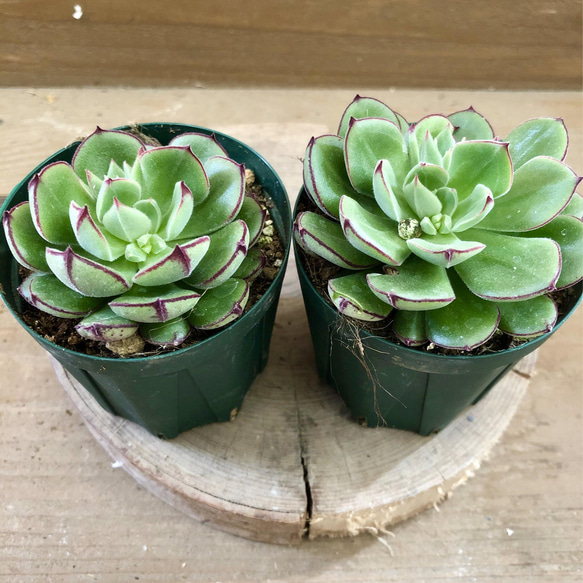 多肉植物 エケベリア ジョアンダニエル 2鉢set 多肉植物 plant life 通販 13592205｜Creema(クリーマ)