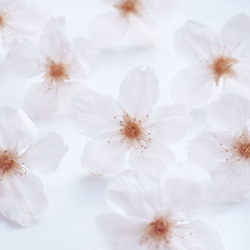 【1点限定サンプル品】Everpink Sakura. 本物のお花 桜のブローチ/コサージュ/ピンブローチ ソメイヨシノ ブローチ ...