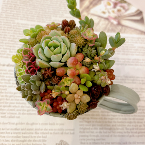 ミニカップブリキ缶の寄せ植え〜 多肉植物寄せ植え 多肉植物 ミニカップブリキ缶の寄せ植え〜 多肉植物寄せ植え 多肉植物