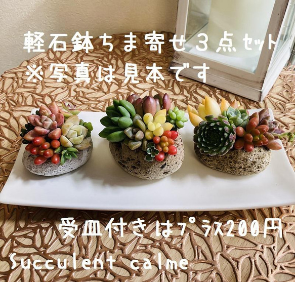 3点セット★軽石鉢ちまちま多肉寄せ植え☆ 多肉植物 Succulent calme 通販 13611153｜Creema(クリーマ)