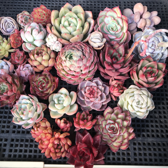 ️父の日プレゼント ️お買い得 早いもの勝ち 厳選美苗 レア新品種入れ 30苗セット 多肉植物 愛多肉-(AI-TANIKU) 通販 ...