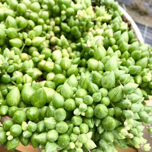 紅葉もりもりセット*3種類*多肉植物*抜き苗かポットごと 紅葉もりもりセット*3種類*多肉植物*抜き苗かポットごと
