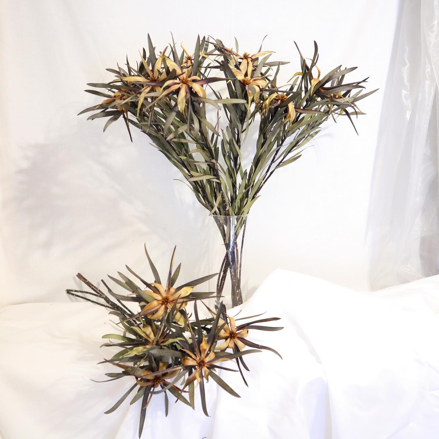 ユーカリ香る紫陽花とリューカデンドロンのリース ドライフラワー ユーカリ香る紫陽花とリューカデンドロンのリース ドライフラワー