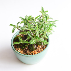 磯ザンショウ No.264 盆栽 盆栽やす 通販｜Creema(クリーマ) 13948245