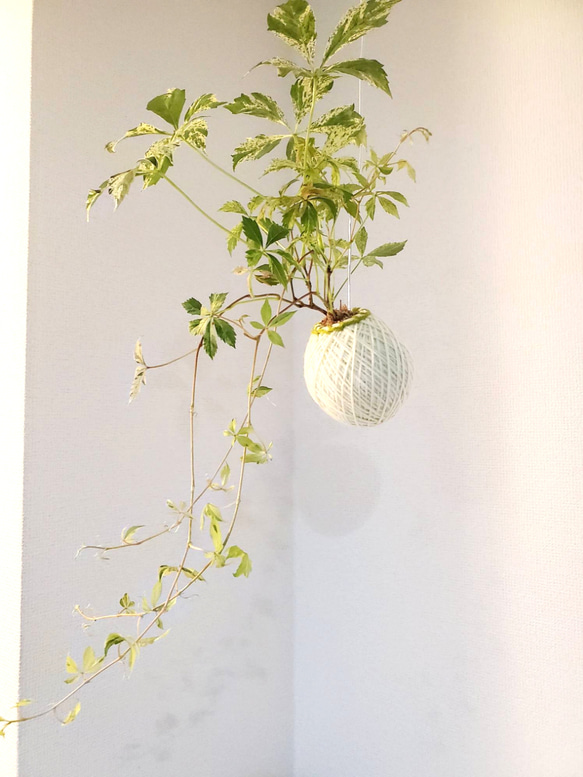 【苔玉ハンギング】アメリカヅタ(斑入り) その他インテリア雑貨 charmant_mousse 通販｜Creema(クリーマ)