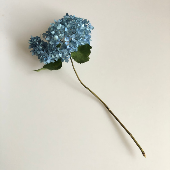 紫陽花のドライフラワー061103 その他素材 hithit26 通販｜Creema(クリーマ)