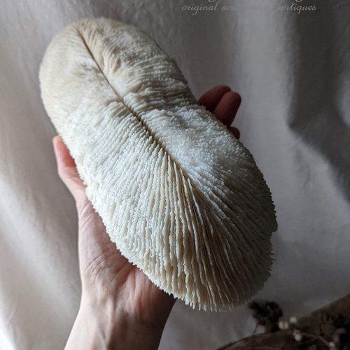 White Coral・ No.4】白珊瑚|サンゴ|ホワイトコーラル|化石 White Coral・ No.4】白珊瑚|サンゴ|ホワイトコーラル|化石