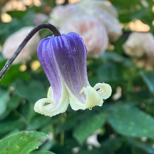 ブルー系壺型クレマチス1苗 多肉植物 植花夢 通販 14367816 ブルー系壺型クレマチス1苗 多肉植物 植花夢 通販 14367816