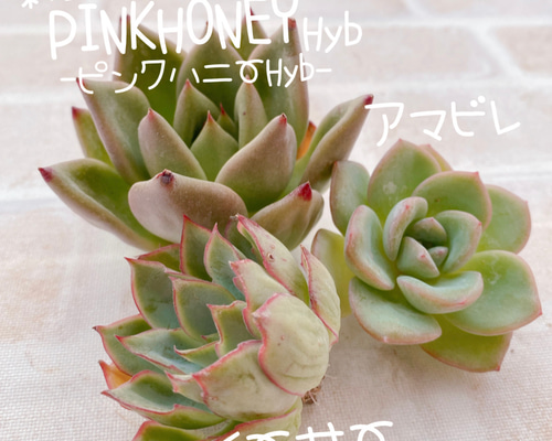 送料無料♡♡ 13.多肉植物 エケベリア 韓国苗 ピンクハニーHyb 送料無料♡♡ 13.多肉植物 エケベリア 韓国苗 ピンクハニーHyb