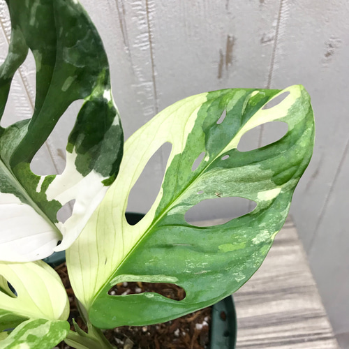 極斑良個体 ハーフムーン マドカズラ 斑入り Monstera adansonii 極斑良個体 ハーフムーン マドカズラ 斑入り Monstera adansonii