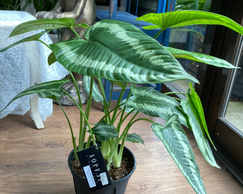 観葉植物】スキスマトグロッティス ワリシー 5号 821 送料無料 観葉植物】スキスマトグロッティス ワリシー 5号 821 送料無料