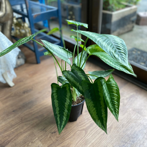 観葉植物】スキスマトグロッティス ワリシー 5号 821 送料無料 観葉植物】スキスマトグロッティス ワリシー 5号 821 送料無料