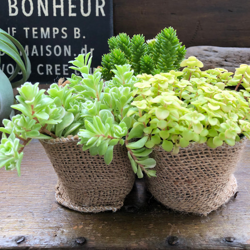 セダム3個セット♡寄せ植え♡多肉植物♡ガーデニング セダム3個セット♡寄せ植え♡多肉植物♡ガーデニング