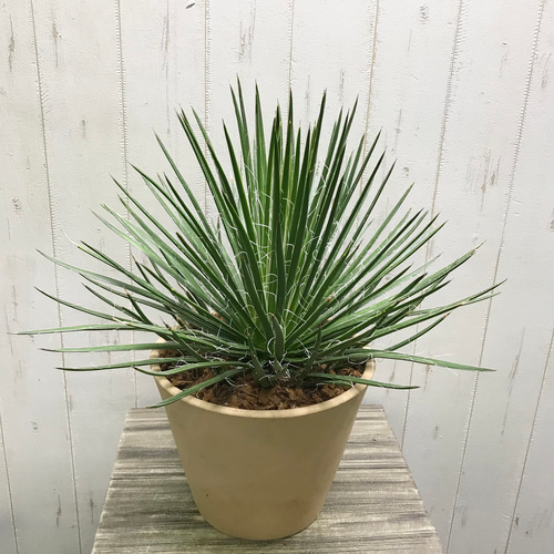 Agave geminiflora アガベ ジェミニフローラ テラコッタ その他 Agave geminiflora アガベ ジェミニフローラ テラコッタ その他